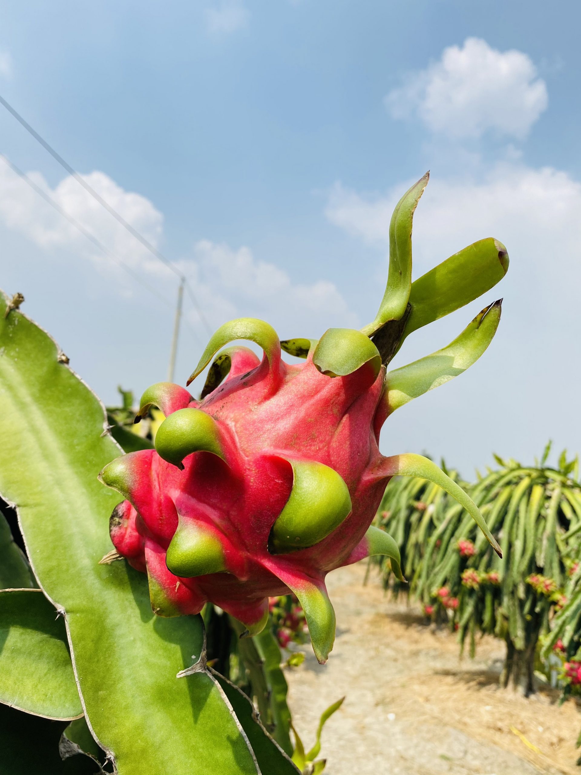 Thanh long đỏ sấy từ nhà cung cấp Fruit 95 - Fruit95.com | F95