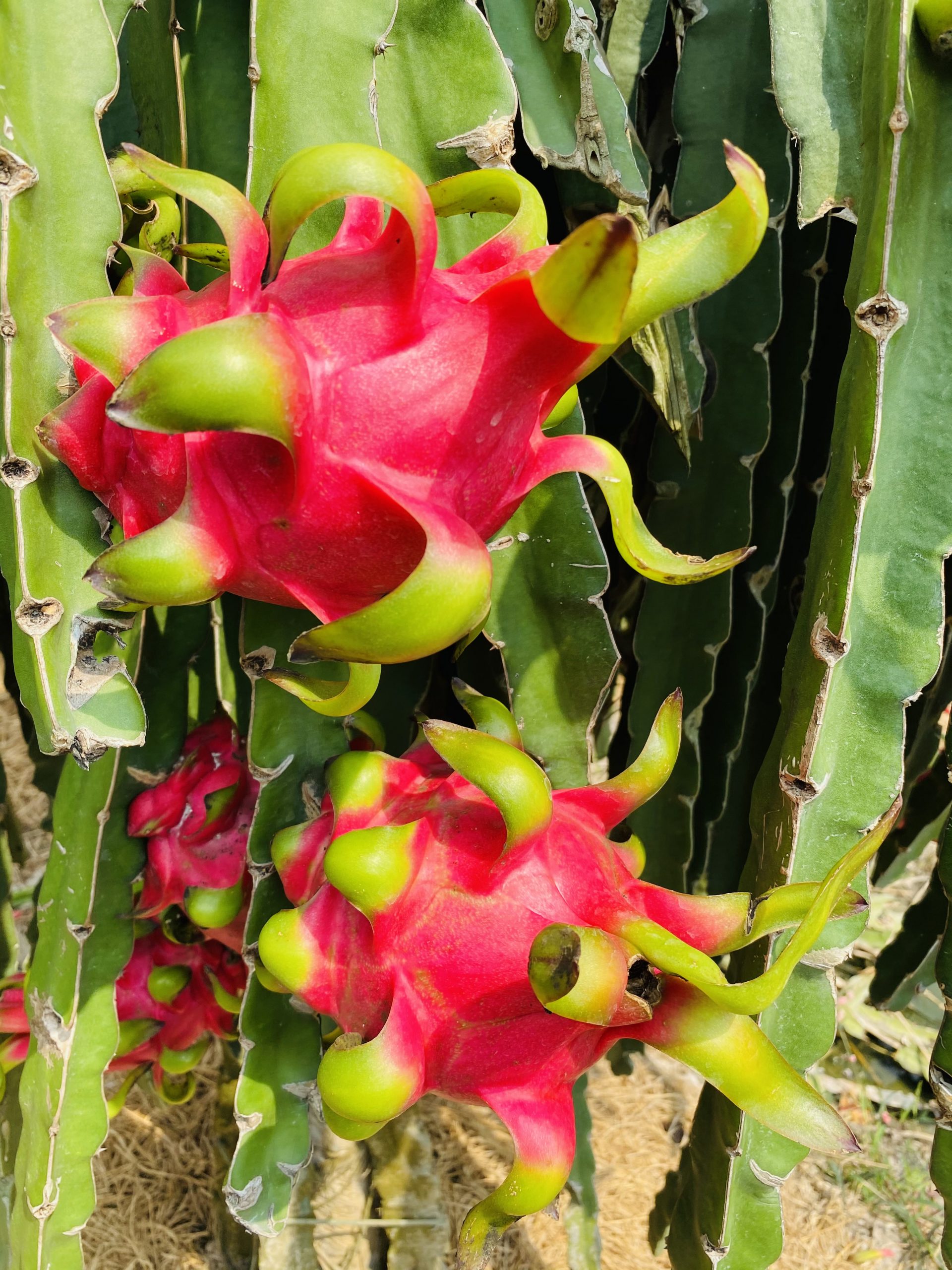 5 Vựa Thanh Long ruột đỏ UY TÍNH Nhất Long An - Fruit95.com | F95