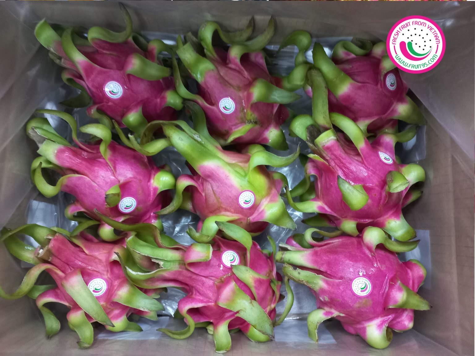 5 Steps of exporting Red dragon fruit Cont 20ft to New Zealand ...