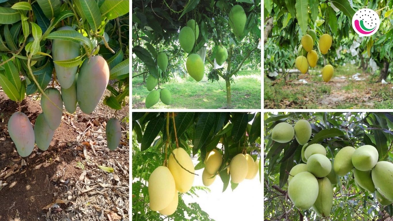 Vietnam Mango: Growing Regions and Exports - Fruit95.com | F95