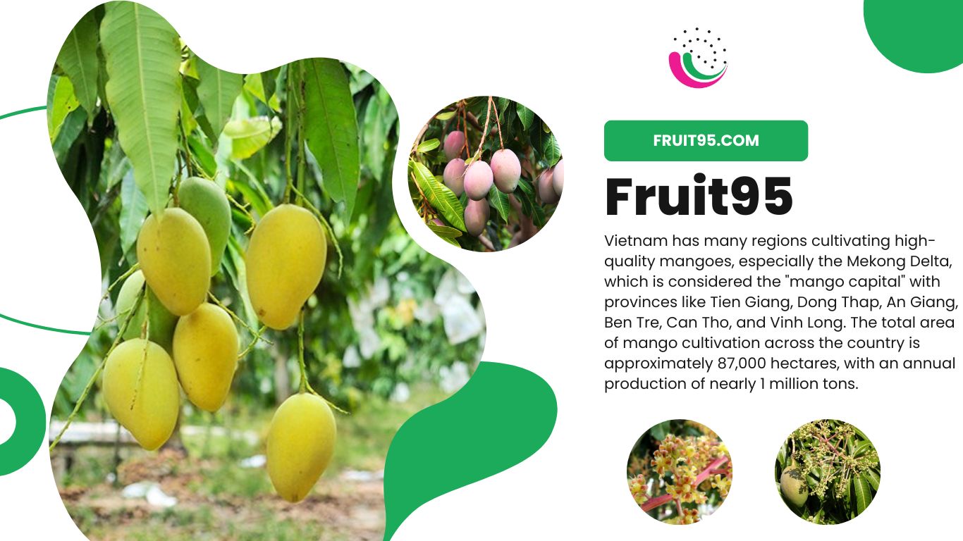 Vietnam Mango: Growing Regions and Exports - Fruit95.com | F95